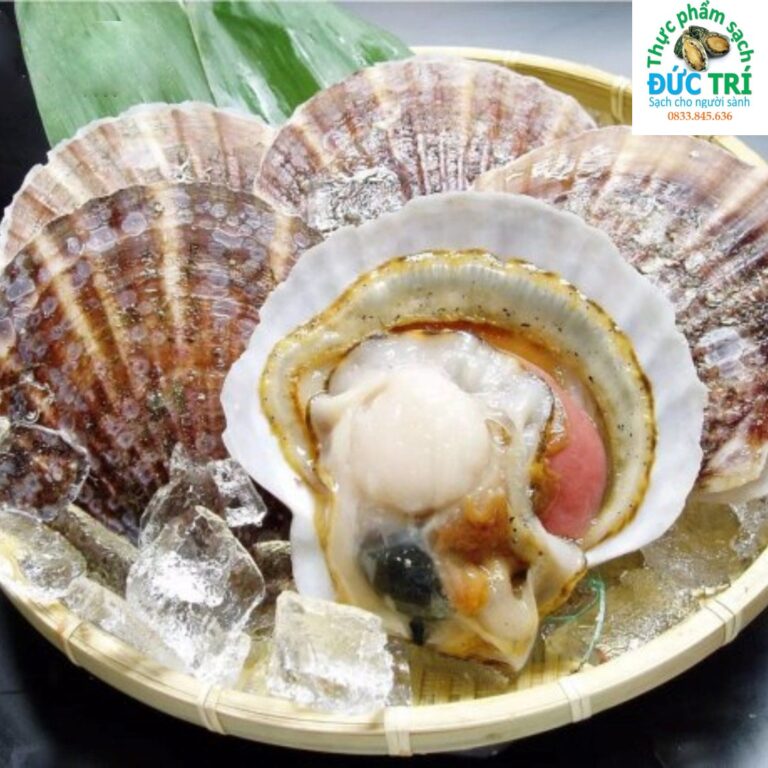 Sò điệp Nhật - Thực Phẩm Sạch Đức Trí